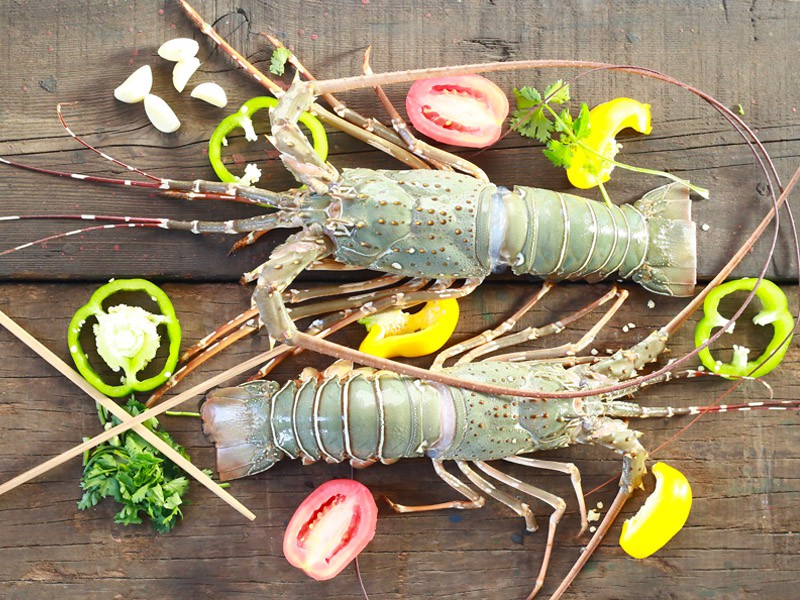 Fresh Today - Sea Lobster Whole (সামুদ্রিক লবস্টার)