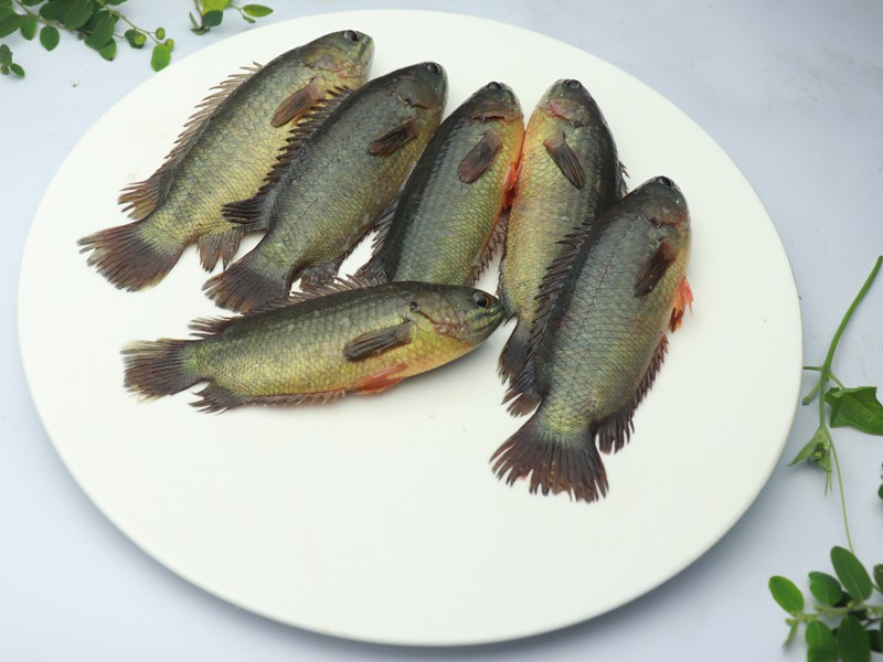 Fresh Today - Biler Koi Fish Whole (বিলের কৈ মাছ)