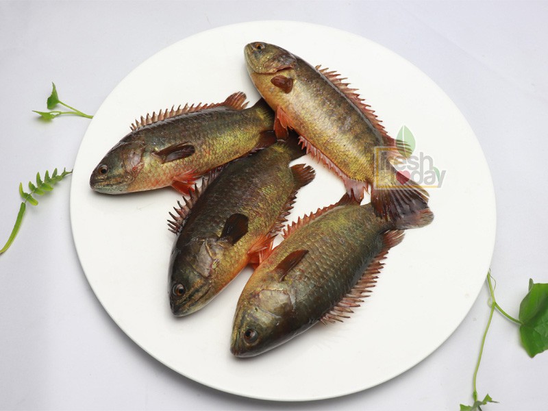 Fresh Today - Deshi Koi Fish Whole (দেশী কৈ মাছ )