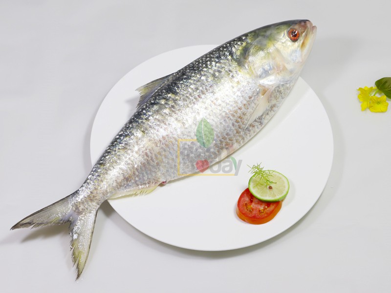 Hilsha Fish