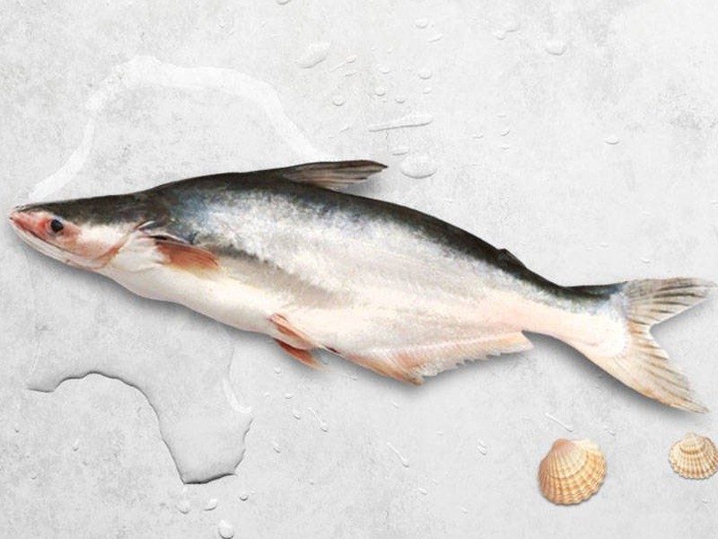 Fresh Today - River Pangash Fish Whole. (নদীর পাঙ্গাশ মাছ আস্ত)