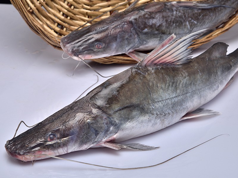 Fresh Today - River Small Ayer Fish (নদীর ছোট আইড় মাছ.)