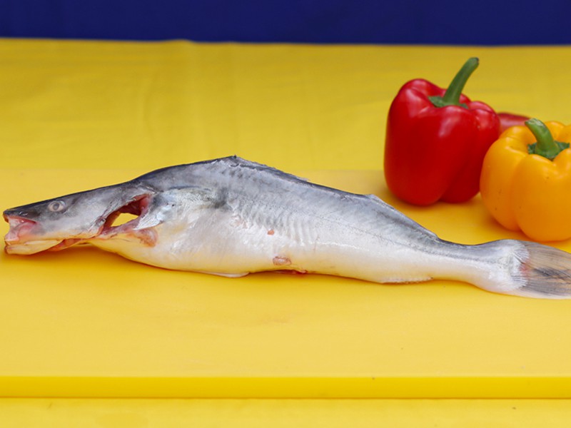 Fresh Today - River Ayer Fish whole (নদীর আইড় মাছ)