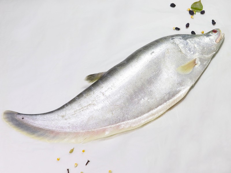 Fresh Today - River Chitol Fish (চিতল মাছ)