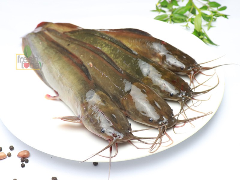 Fresh Today - Deshi Magur Fish Whole (দেশী মাগুর মাছ)