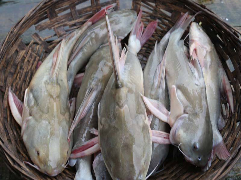 Fresh Today - River Rita Fish Whole (নদীর রিটা মাছ) Size.3-4 Pcs Kg.