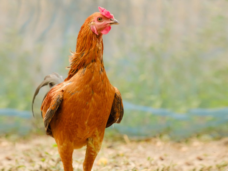 Fresh Today - Sonali Chicken (সোনালী মুরগী)