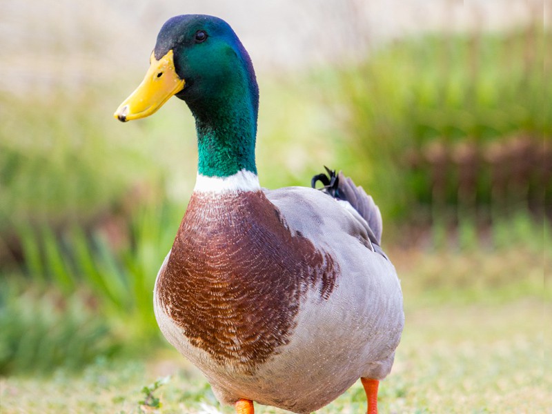 Fresh Today - Premium Deshi Duck (দেশি হাঁস-Deshi Hash)