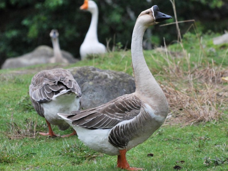 Fresh Today - Premium Deshi Swan Duck.(দেশী রাজ হাঁস)