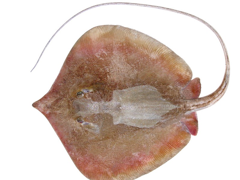 Fresh Today - Shankar Fish Steaks