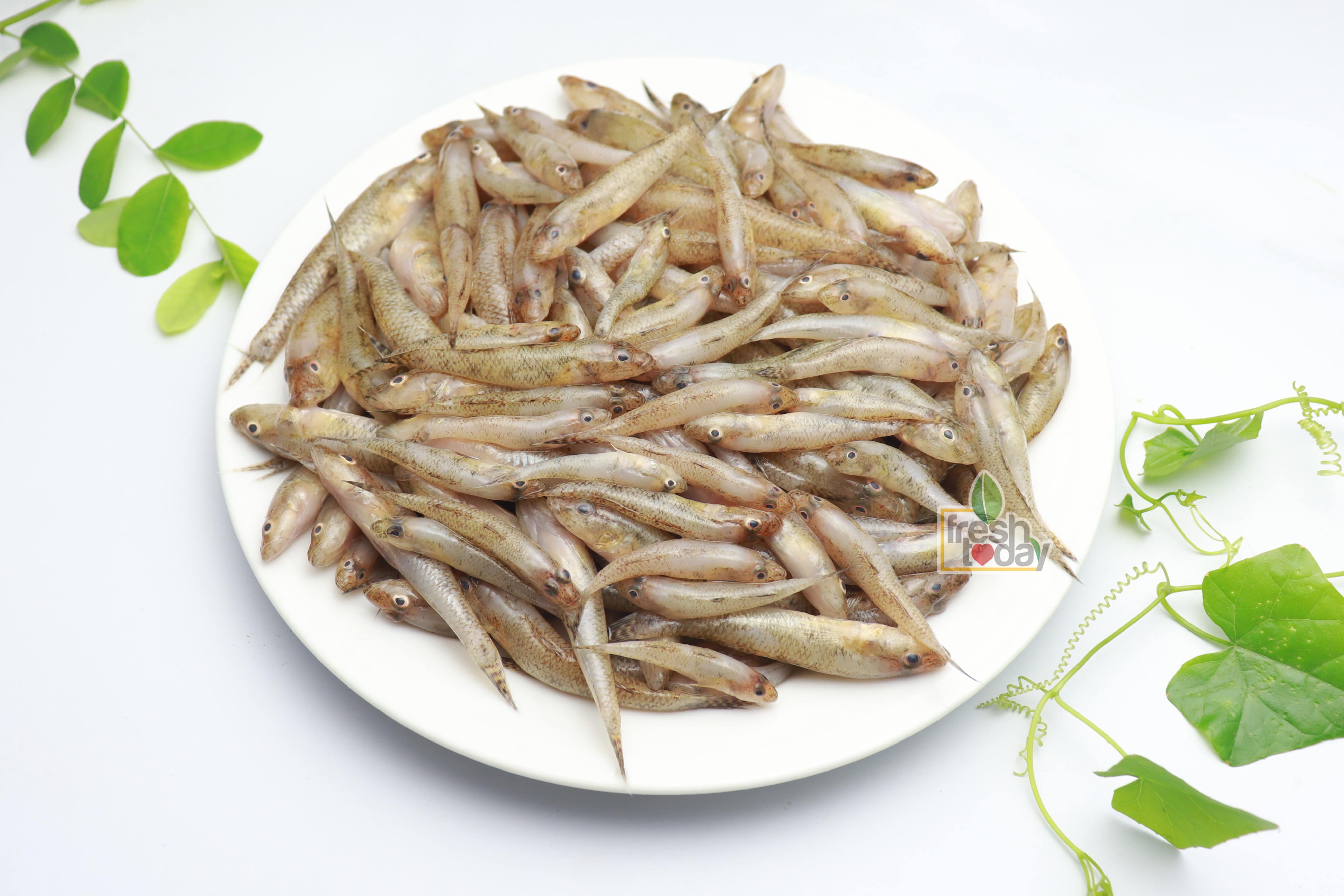 Fresh Today - River Baila Fish Whole (Small-গুরা বাইলা আস্ত)