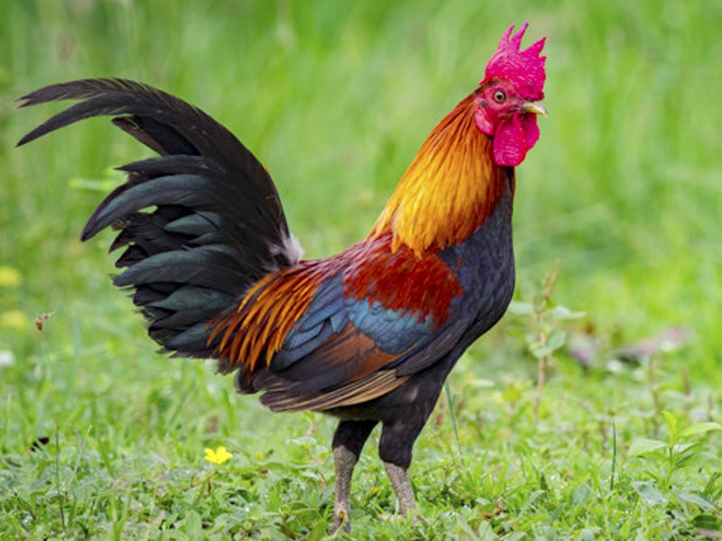 Fresh Today - Chemical free fish, seafood, chicken and meat. Fresh ...